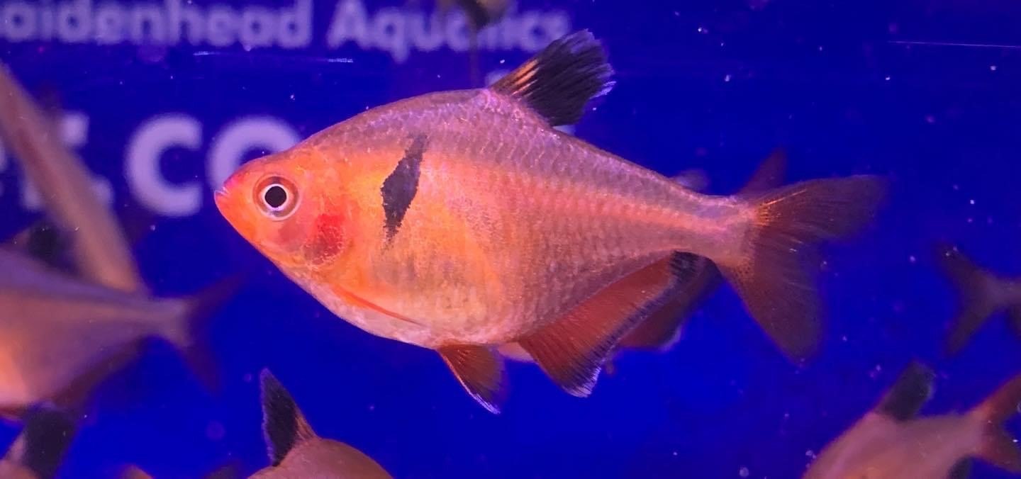 Serpae Tetra-Megalamphodus eques