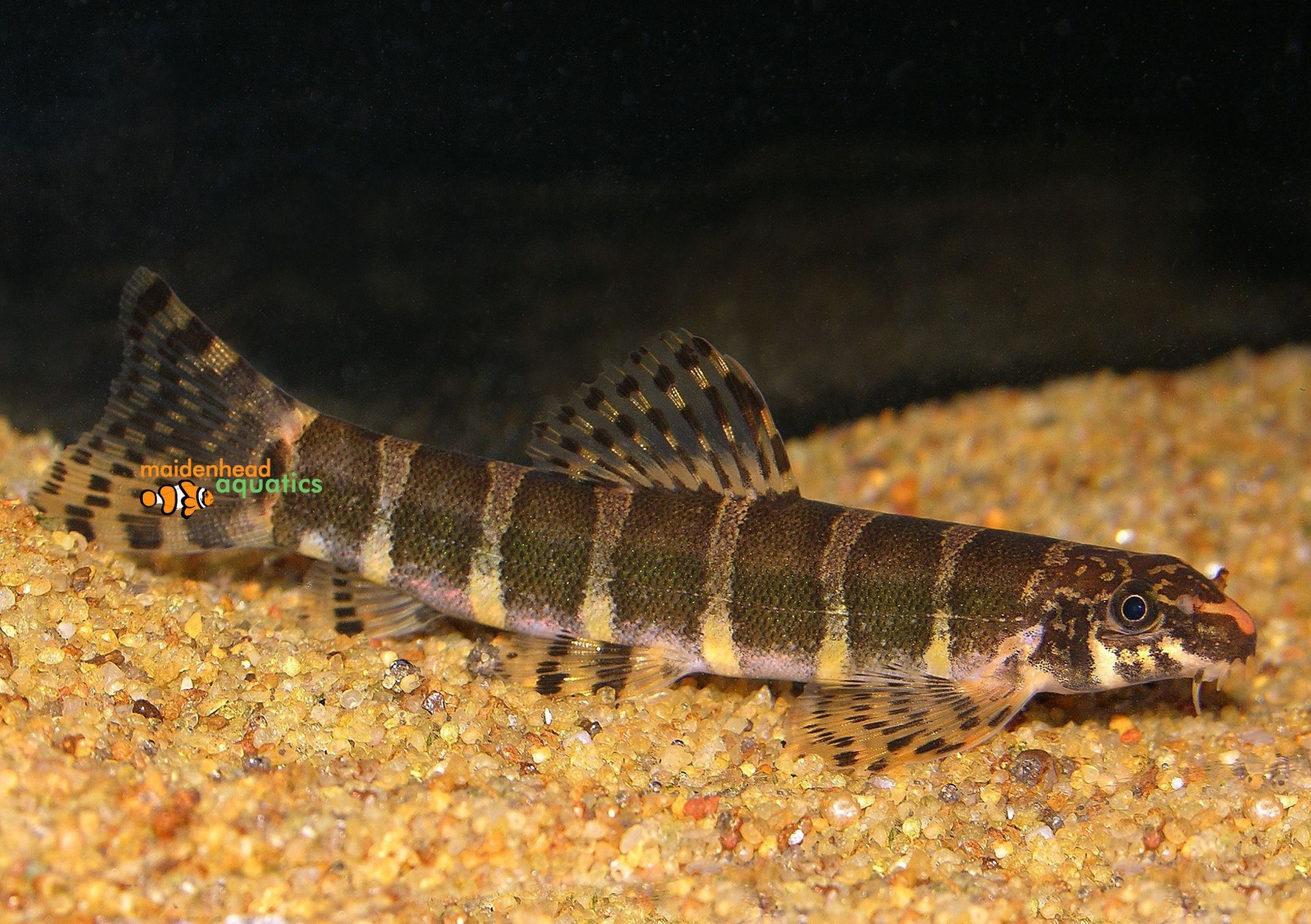 Serpent Loach-Serpenticobitis octozona