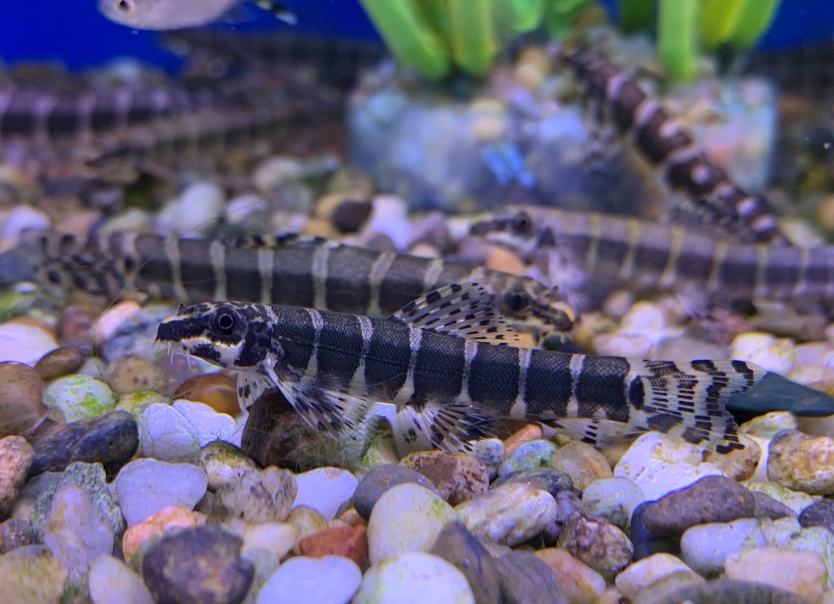 Serpent Loach-Serpenticobitis octozona