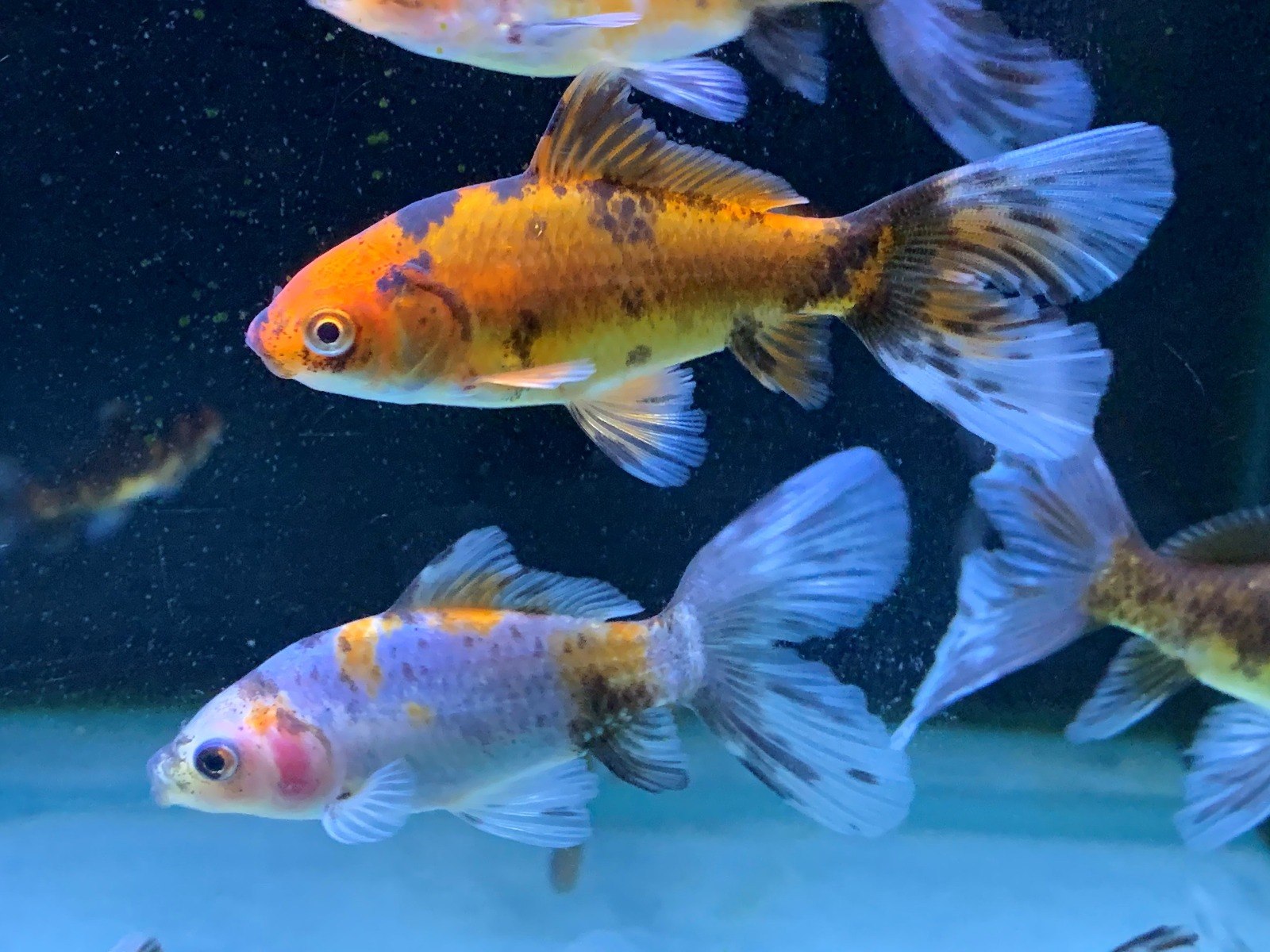 Shubunkin-Carassius auratus auratus