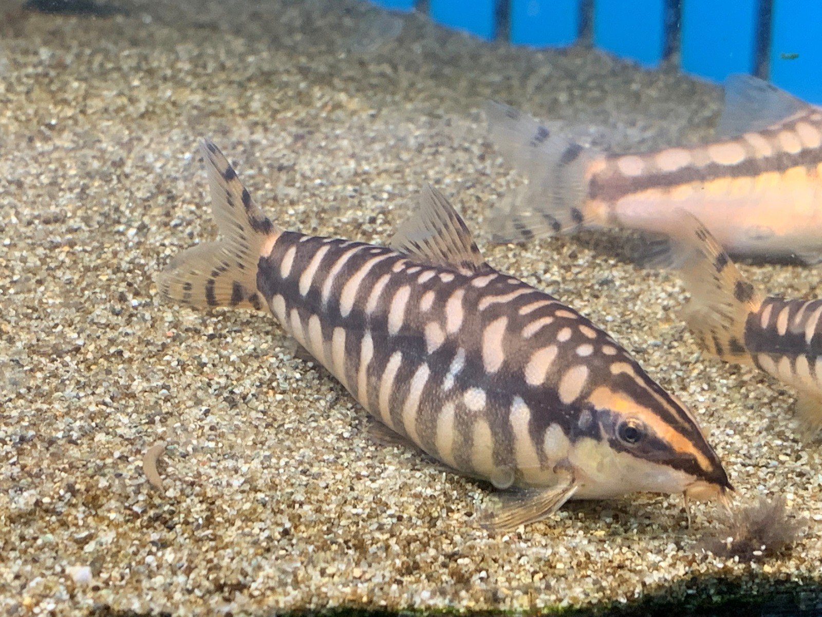 Dwarf Chain Loach-Ambastaia sidthimunki