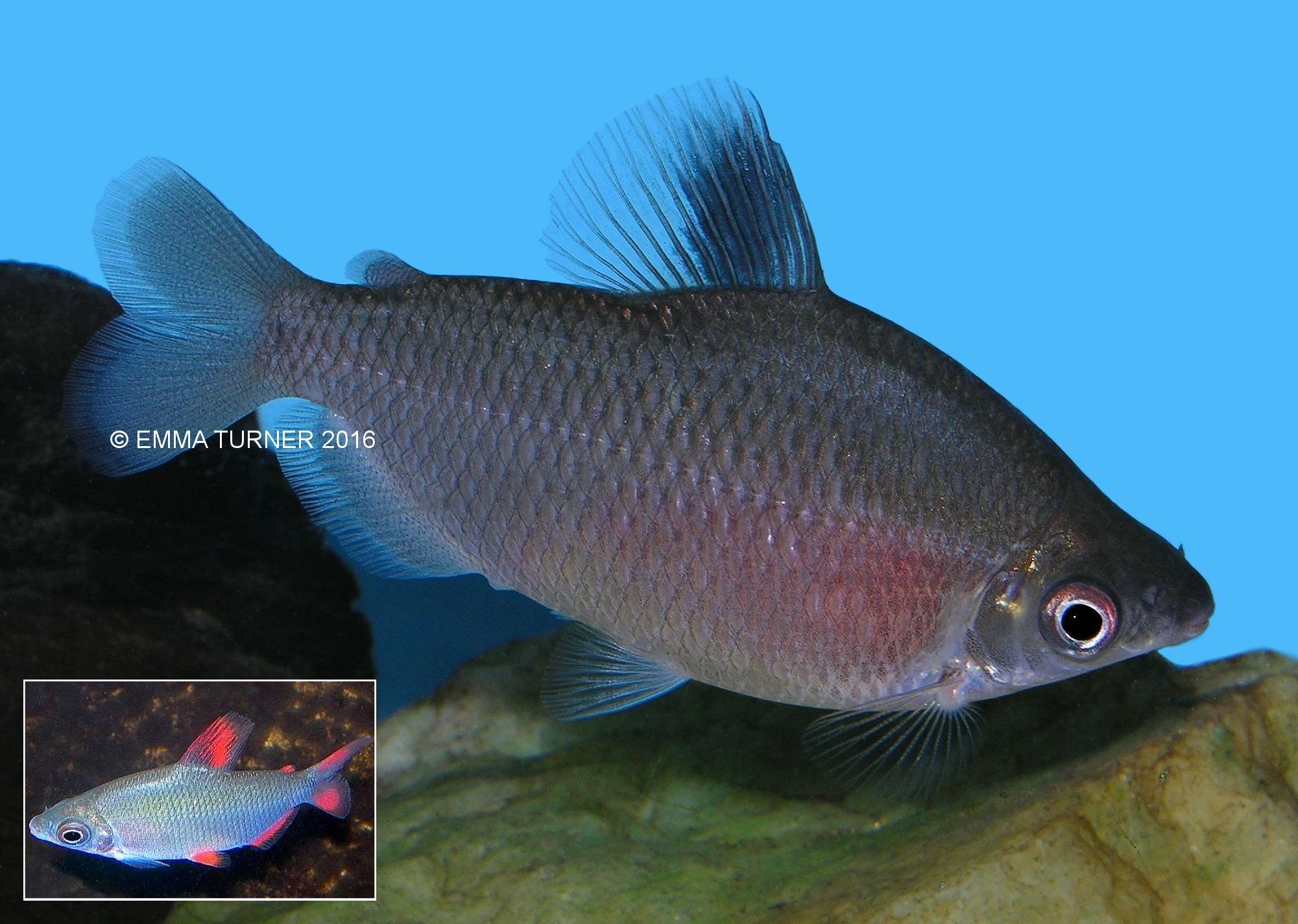 Silver Distichodus-Distichodus affinis