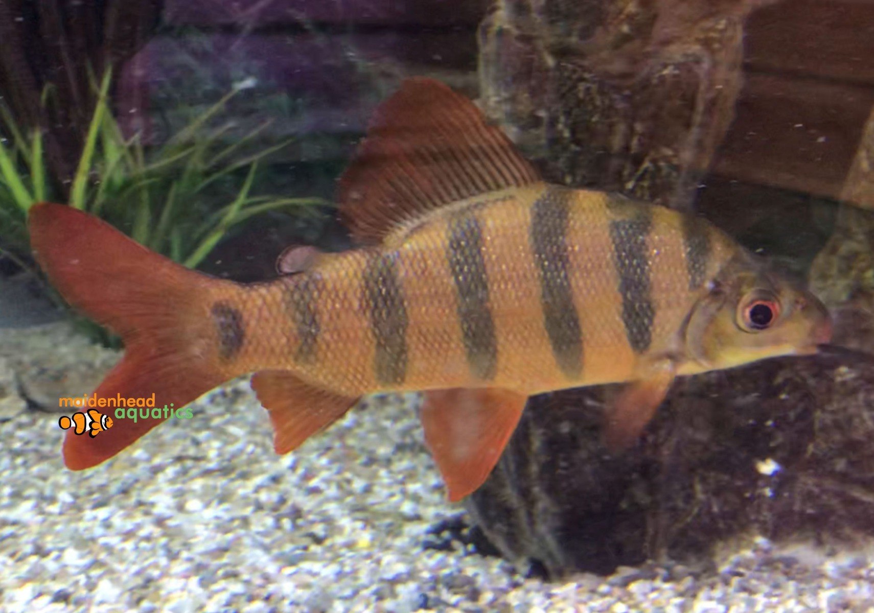 Sixbar Distichodus-Distichodus sexfasciatus