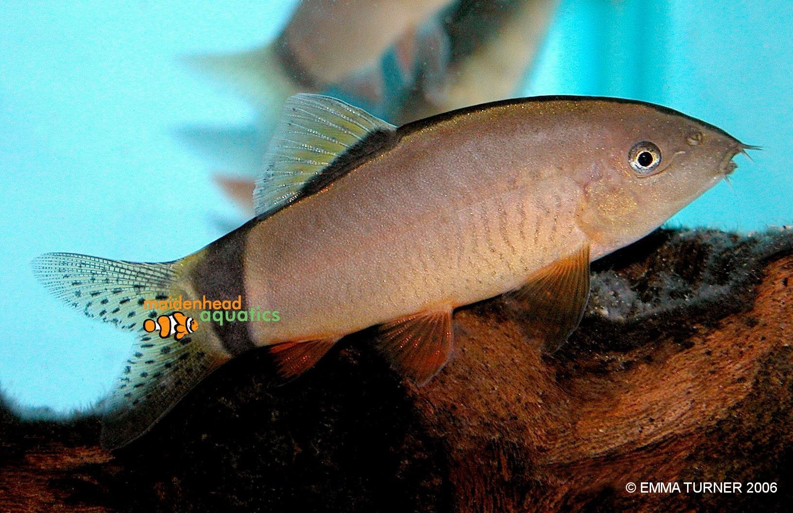 Skunk Loach-Yasuhikotakia morleti