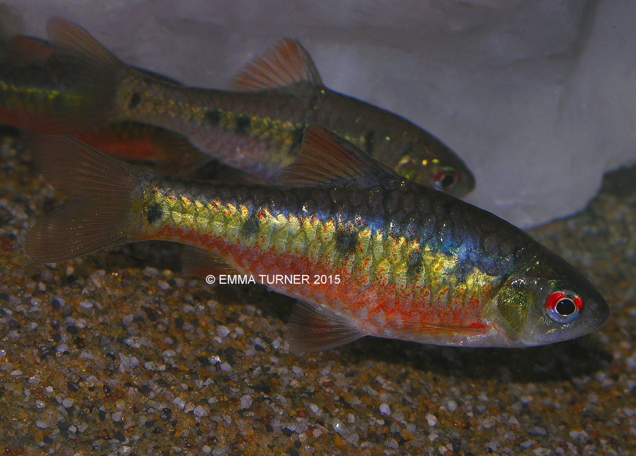 Snyder's Barb-Puntius snyderi