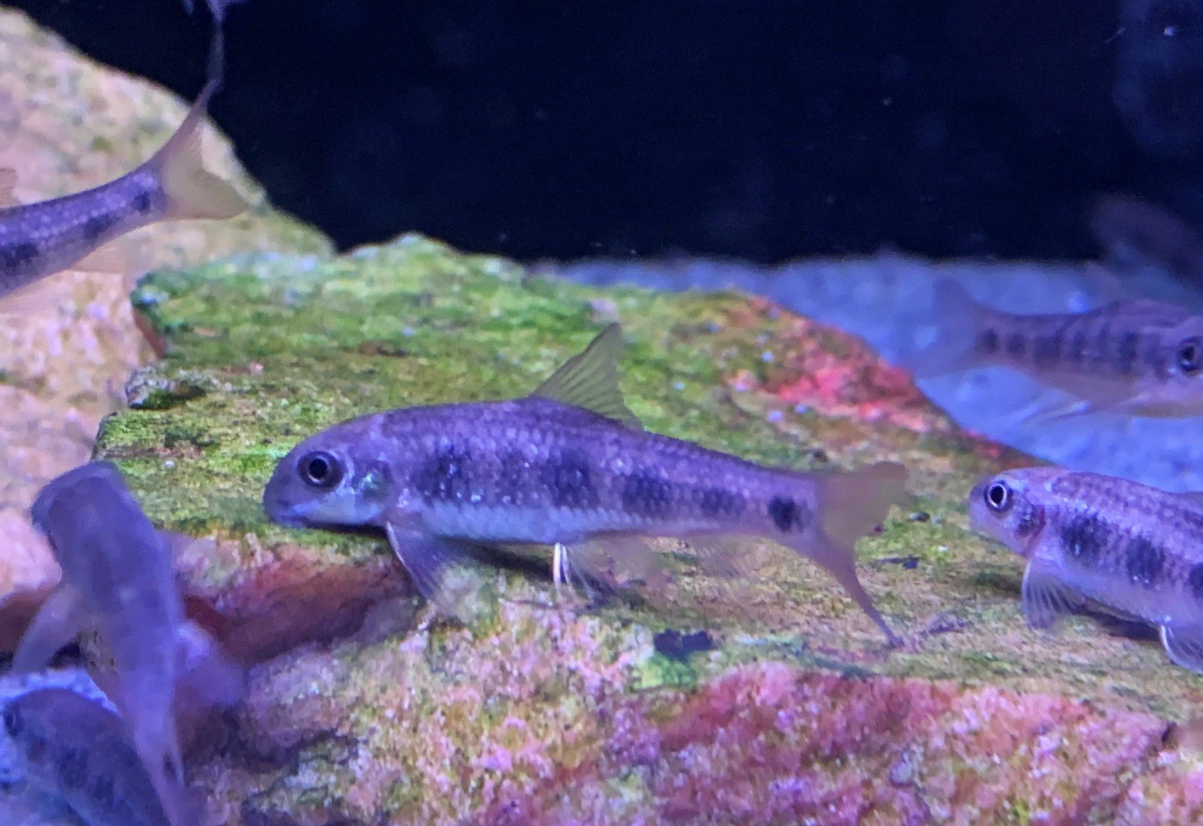 Spotted Garra - Garra spilota