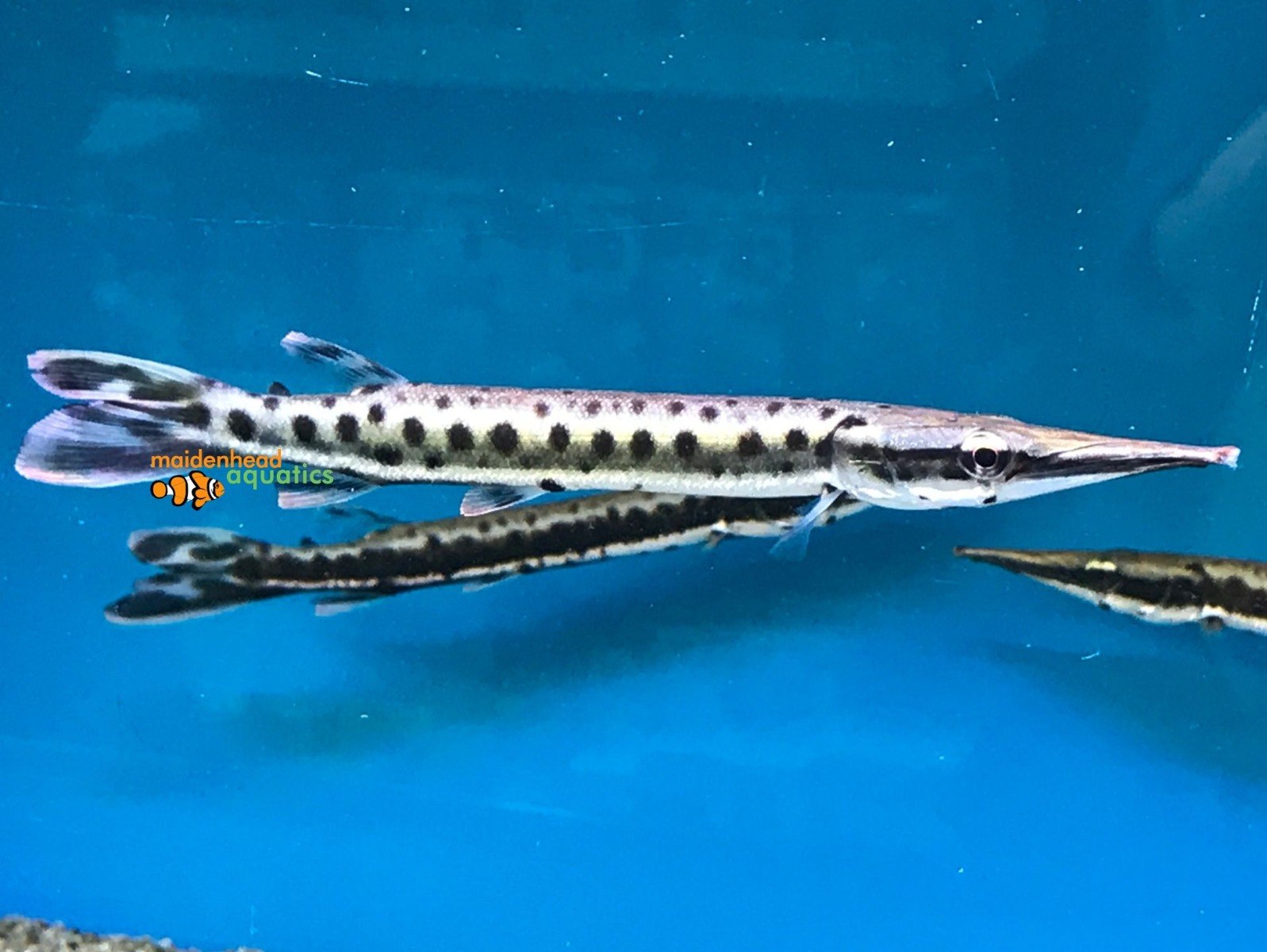 Spotted Pike Characin-Boulengerella maculata