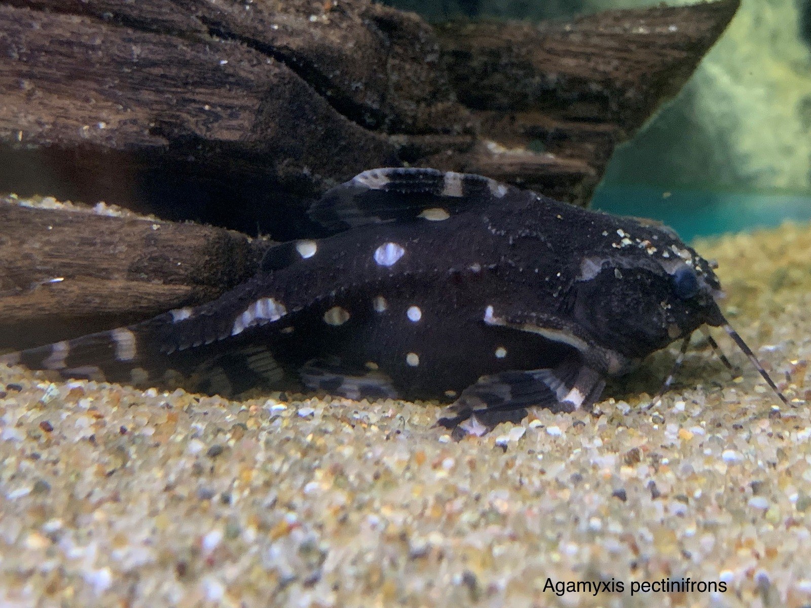 Spotted Talking Catfish-Agamyxis pectinifrons