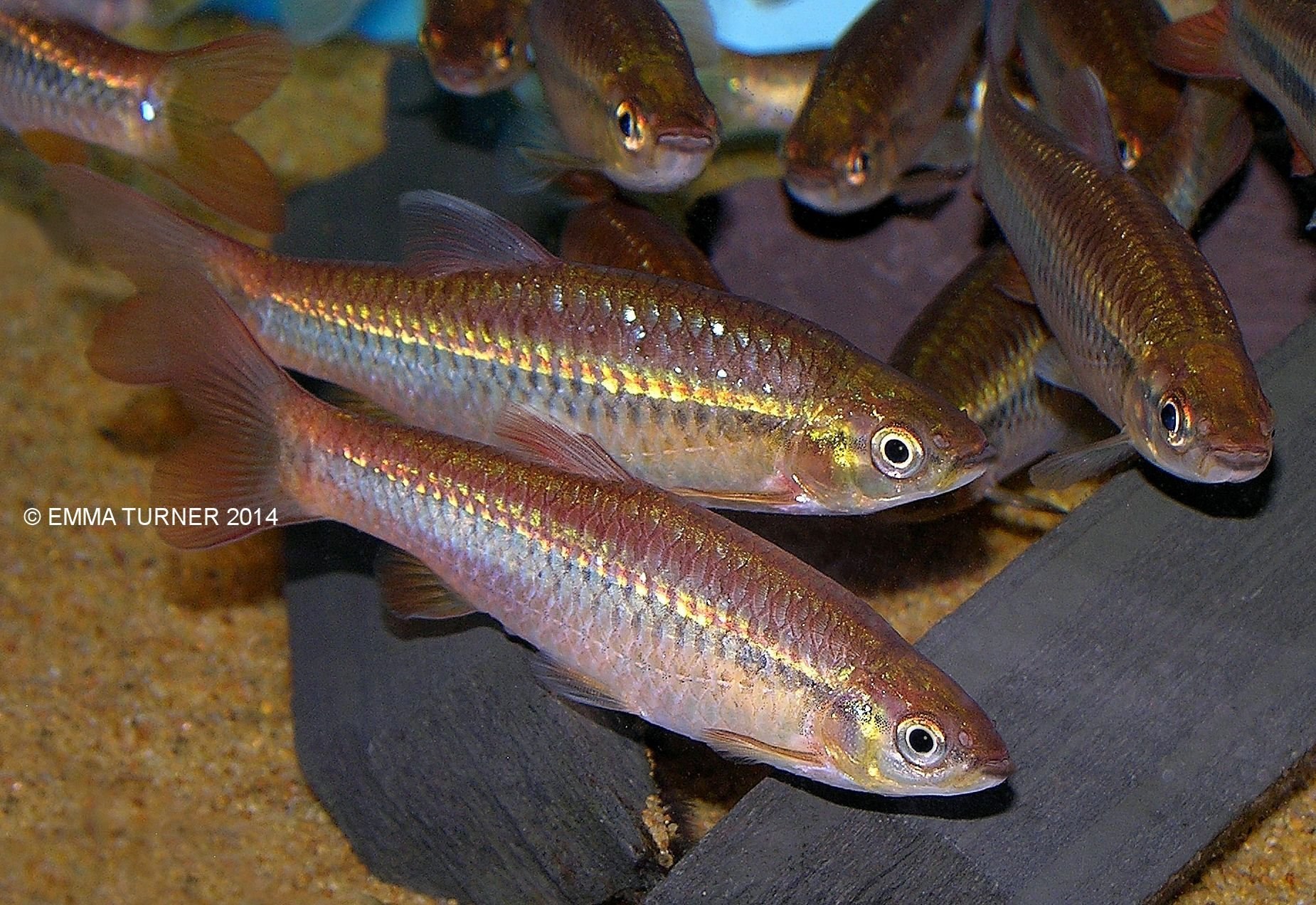 Sri Lankan Rainbow Rasbora-Rasbora wilpita