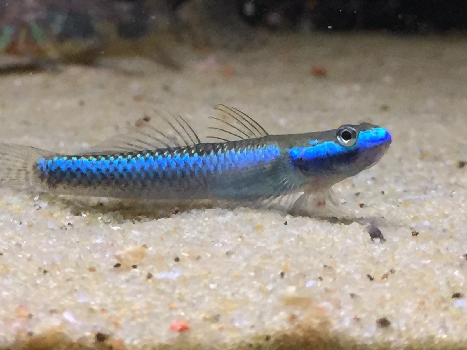 Cobalt Blue Goby-Stiphodon semoni