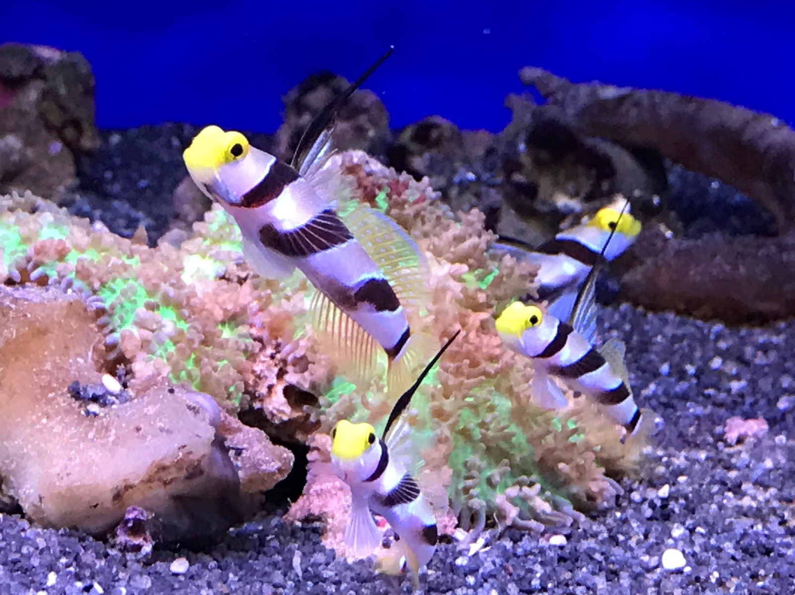 Hi-fin Banded Goby-Stonogobiops nematodes