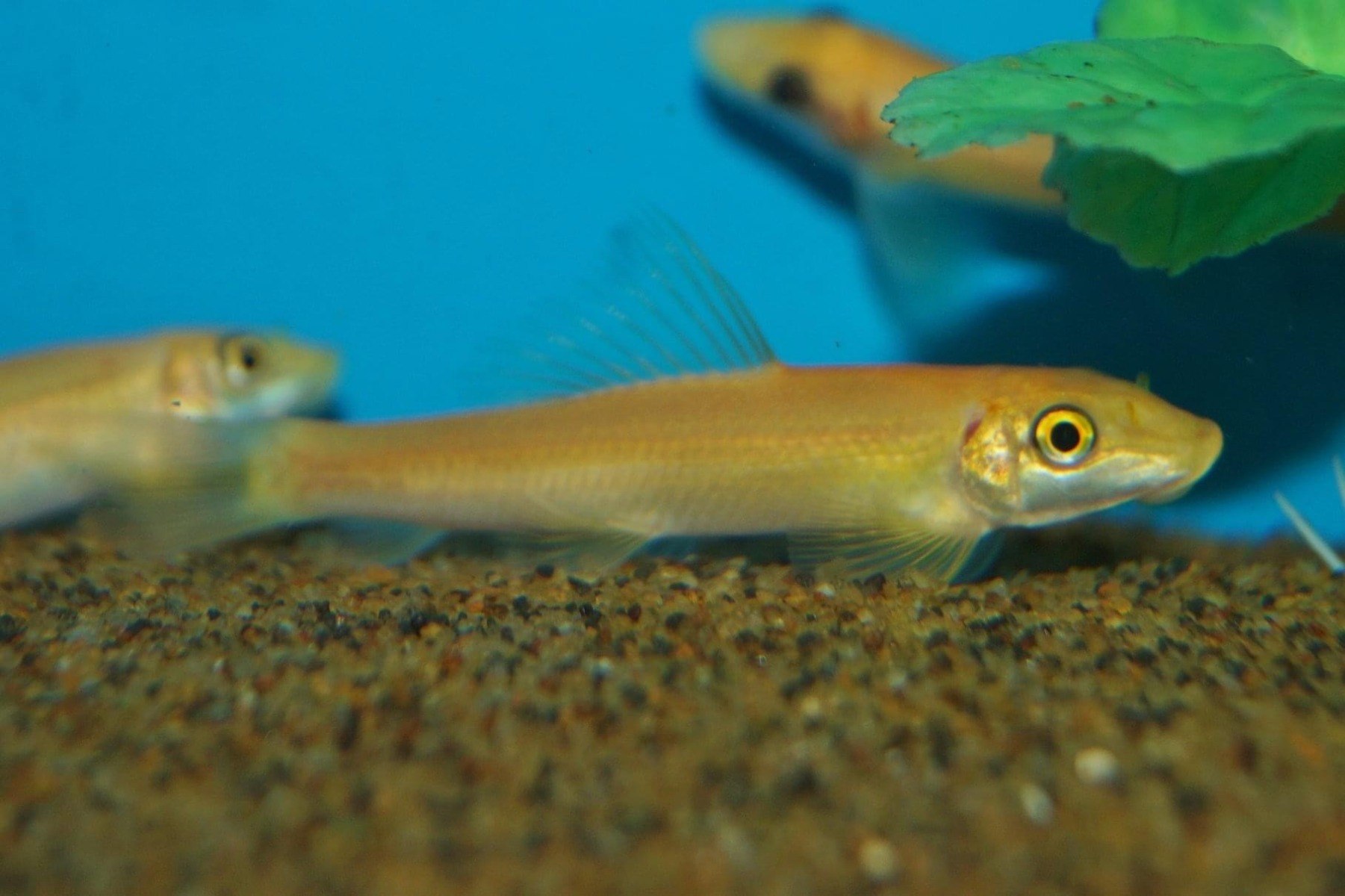 Sucking Loach-Gyrinocheilus aymonieri