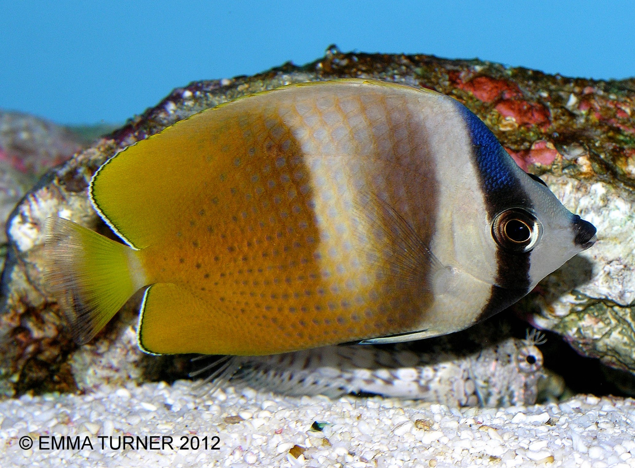 Sunburst Butterflyfish-Chaetodon kleinii