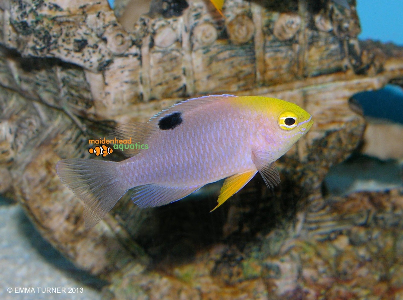 Sunface Damselfish-Chrysiptera talboti