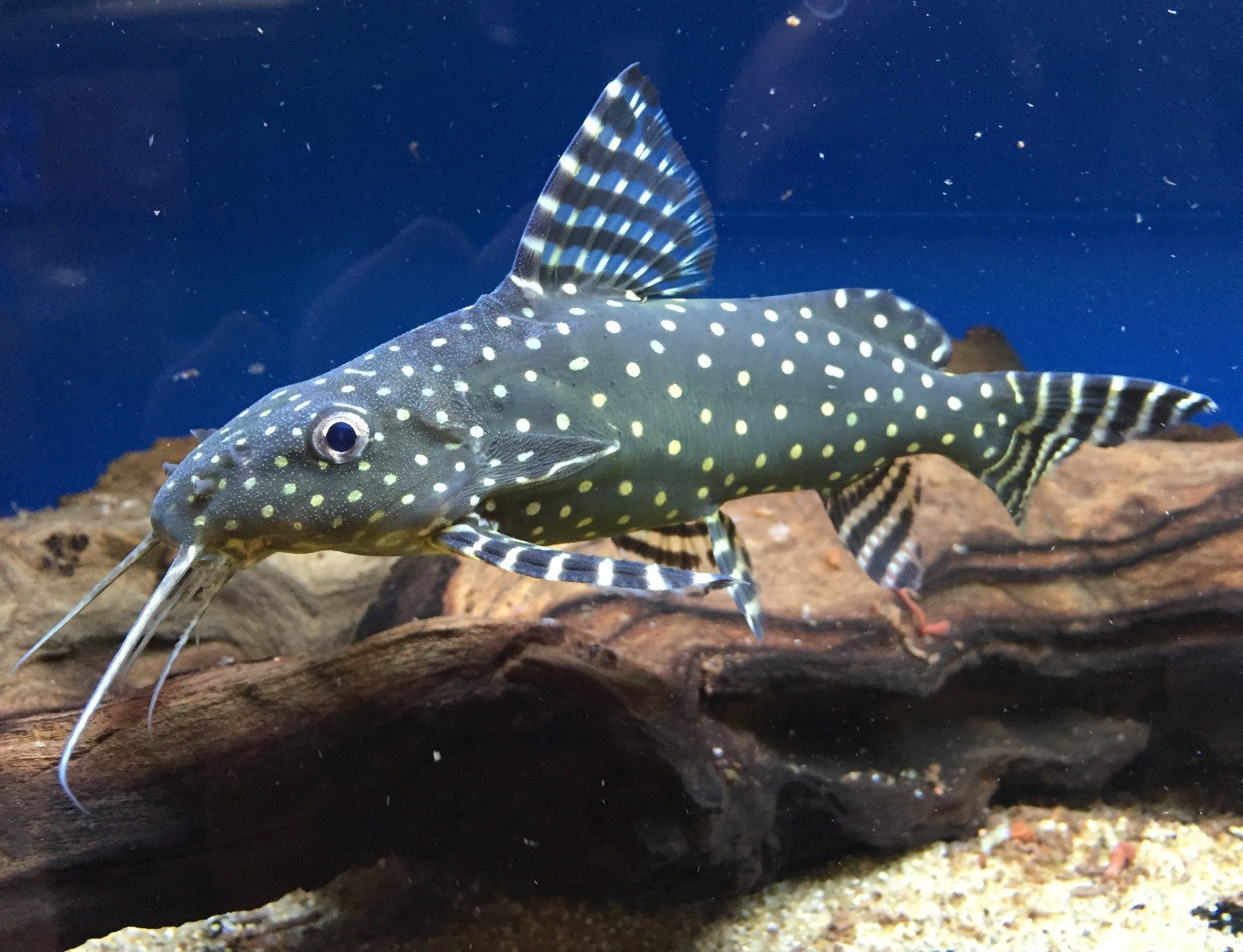 Polka Dot Catfish-Synodontis angelicus