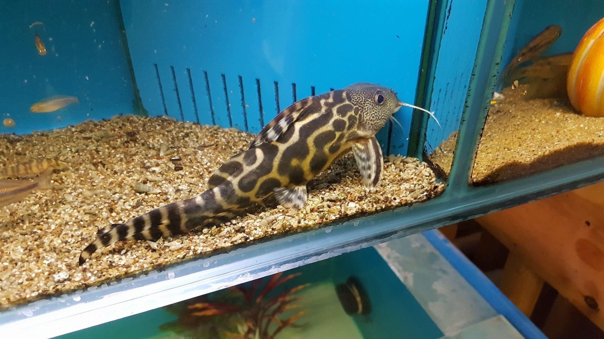 Hybrid Catfish-Synodontis x hybrid