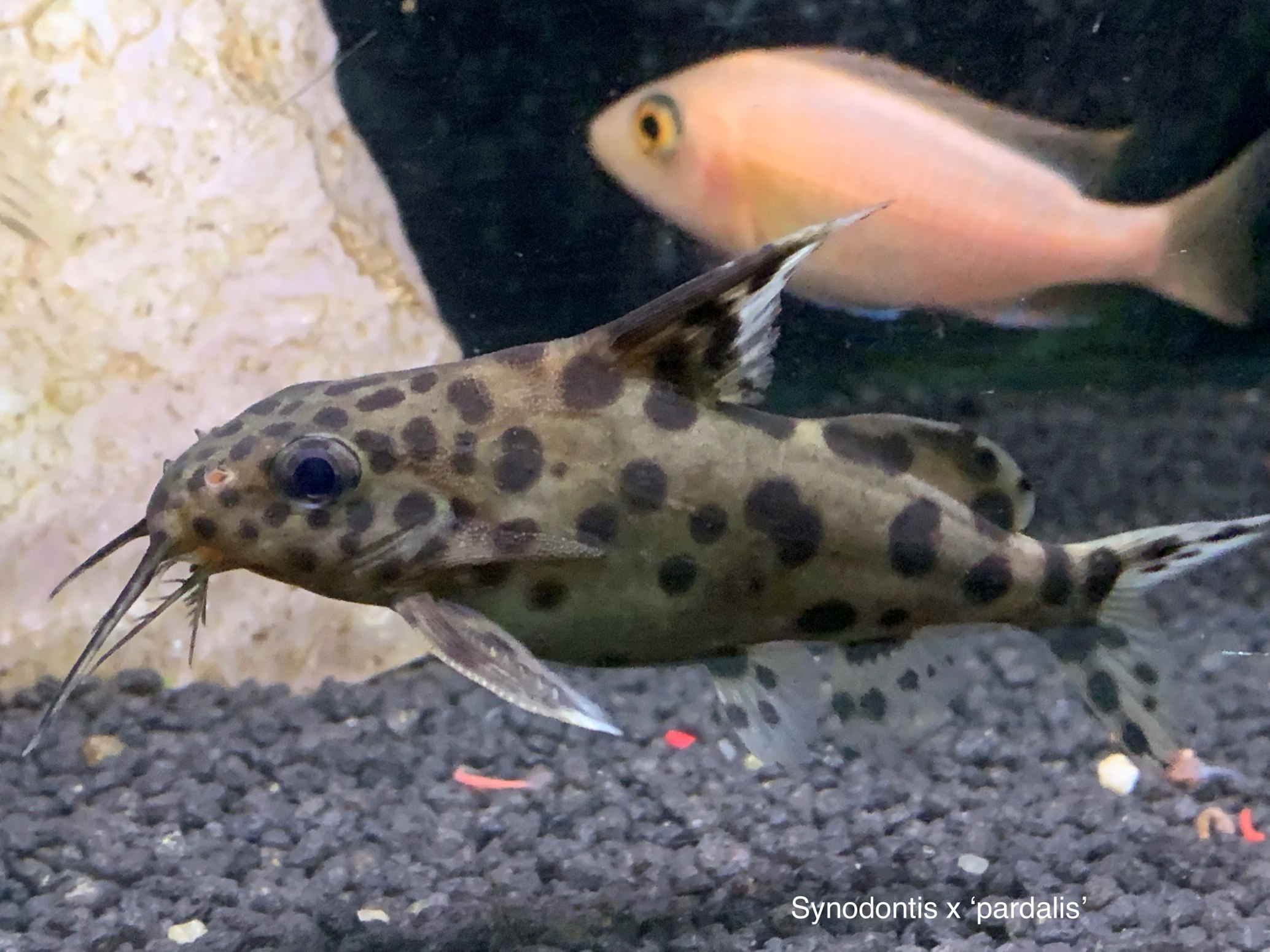 Hybrid Catfish-Synodontis x hybrid