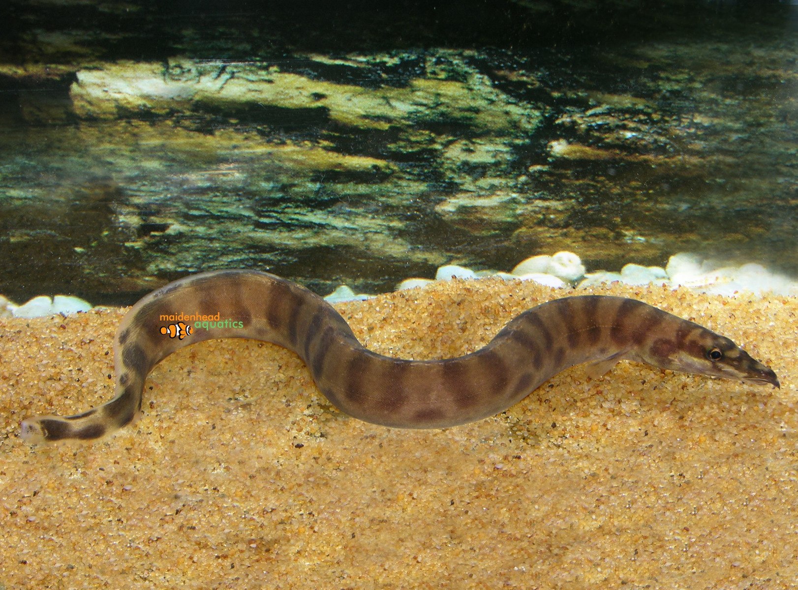 Tanganyikan Spiny Eel-Mastacembelus ellipsifer