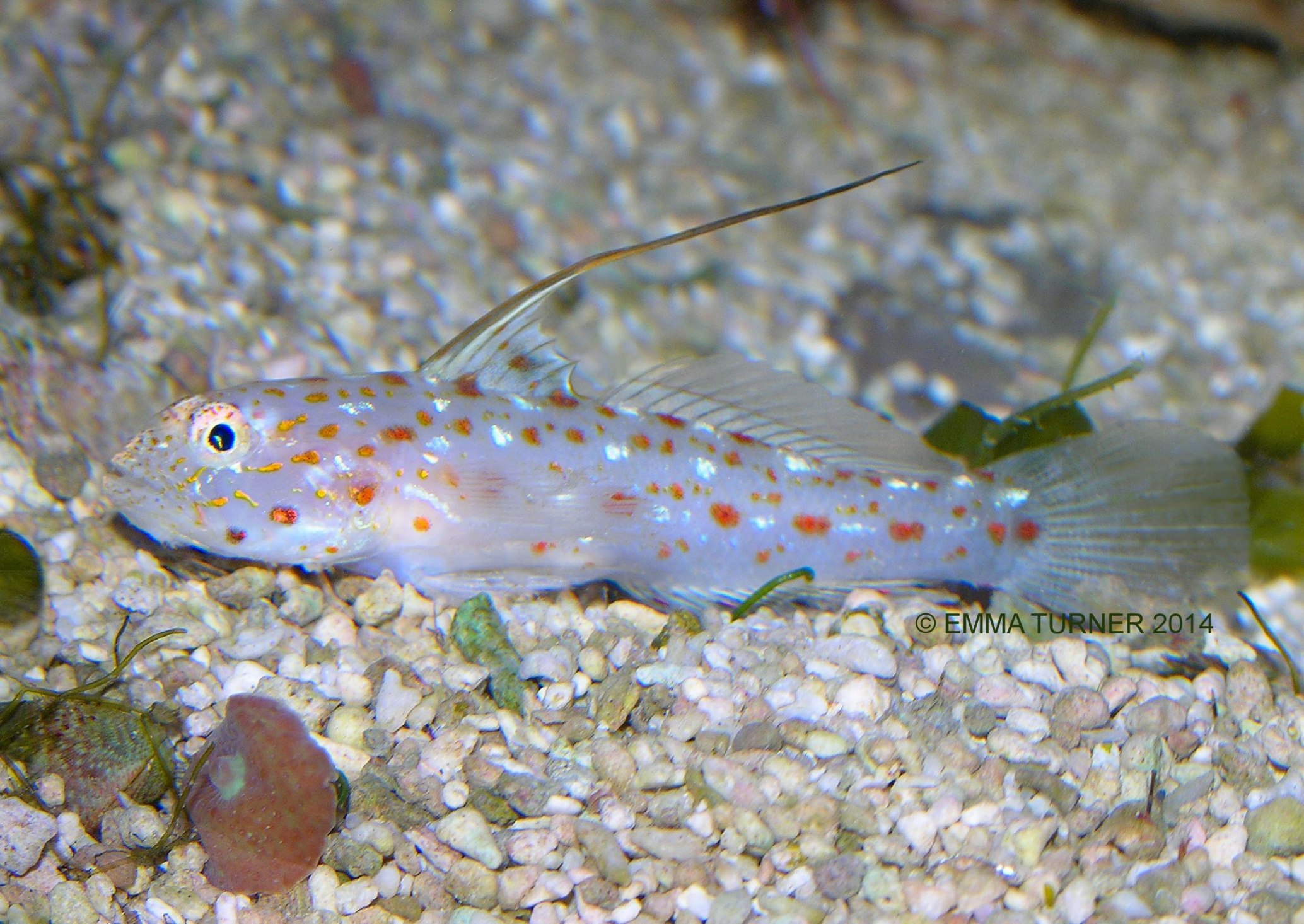 Tangaroa Shrimp Goby-Ctenogobiops tangaroai