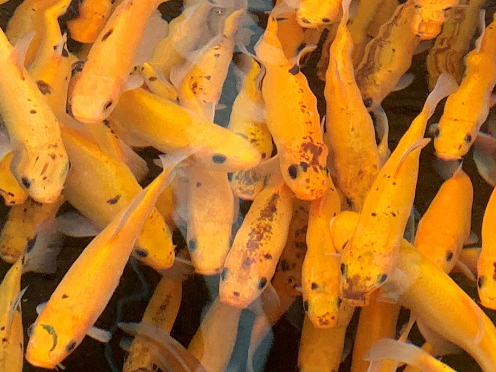 Golden Tench-Tinca tinca