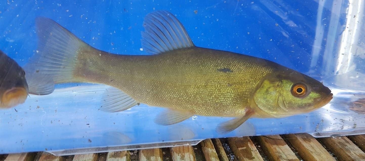 Tench-Tinca tinca