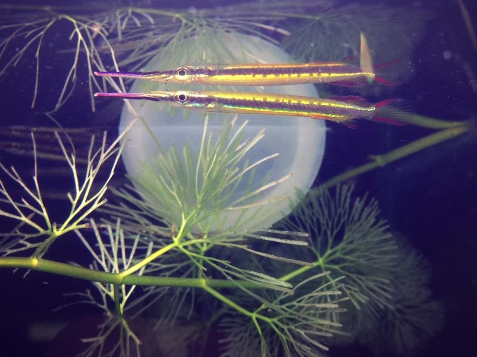 Borneo Redline Halfbeak-Hemirhamphodon tengah