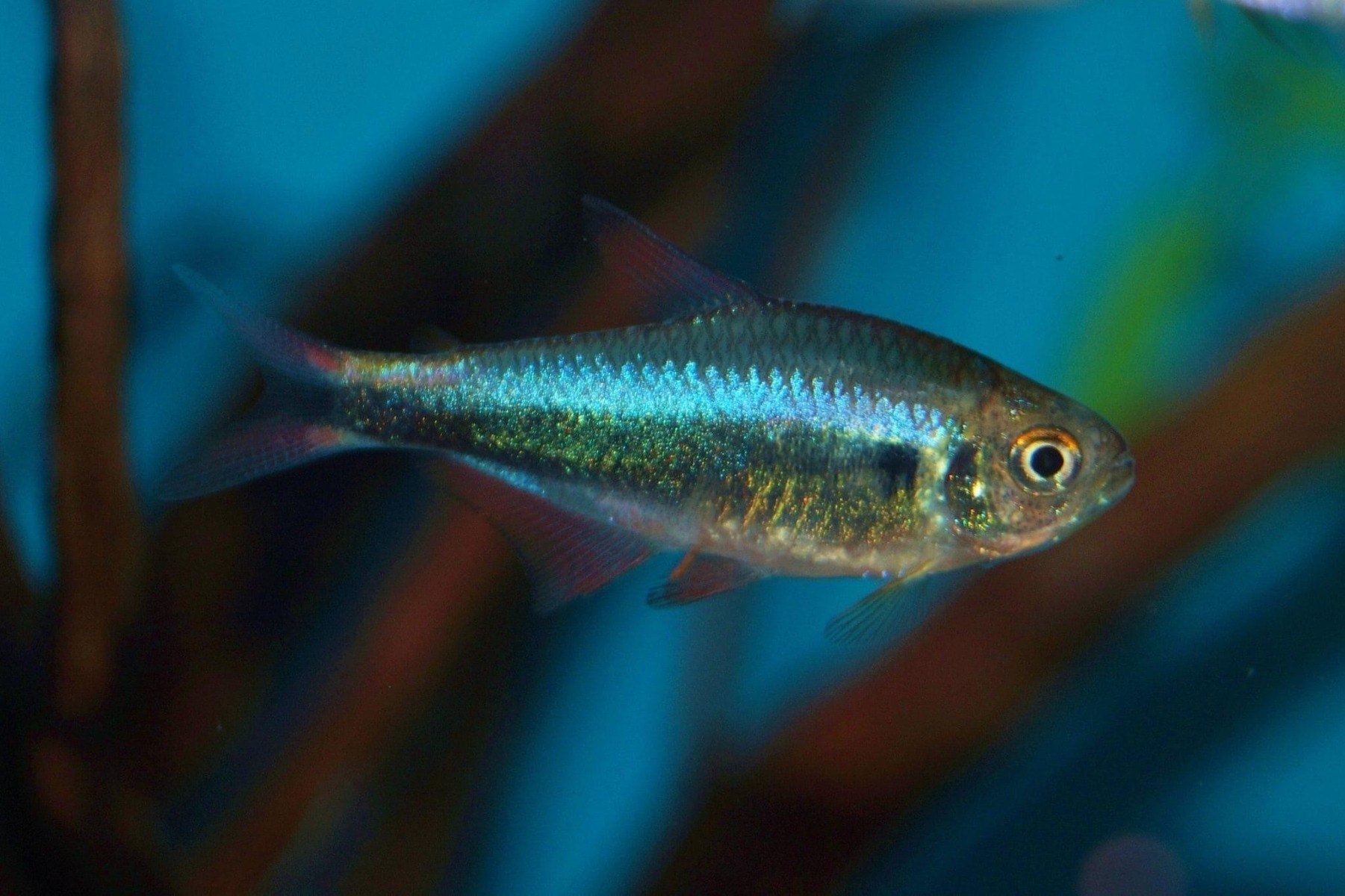 Imperial Blue Rainbow Tetra-Hyphessobrycon red blue Peru