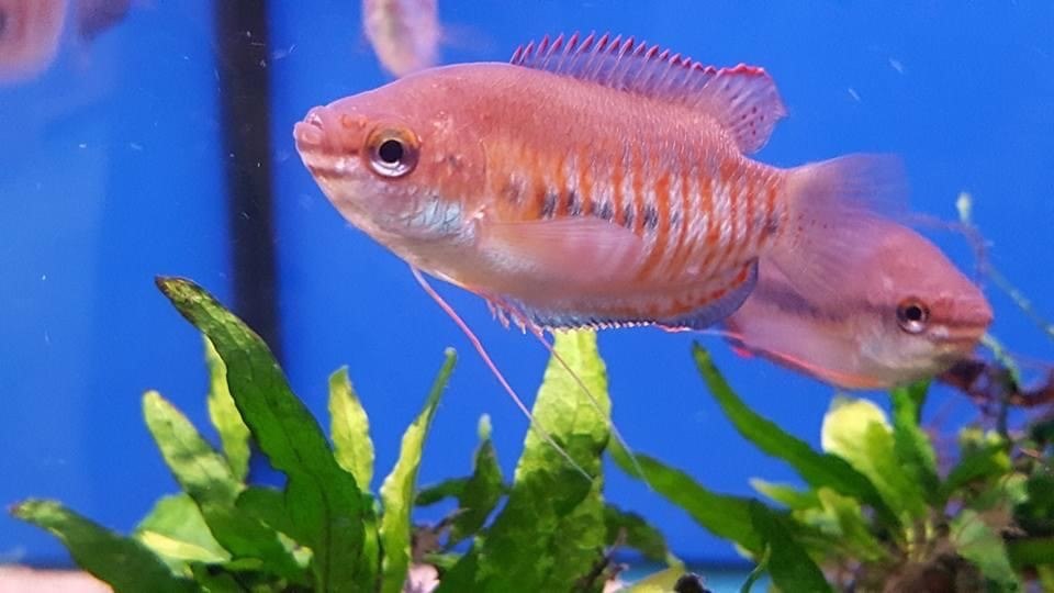 Thick Lipped Gourami-Trichogaster labiosa