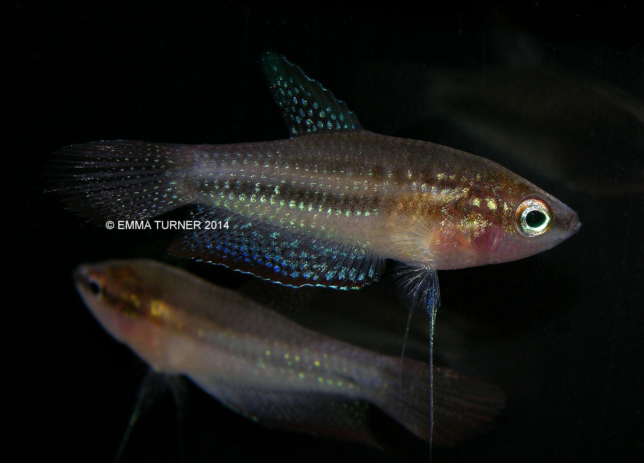 Threestriped Croaking Gourami-Trichopsis schalleri