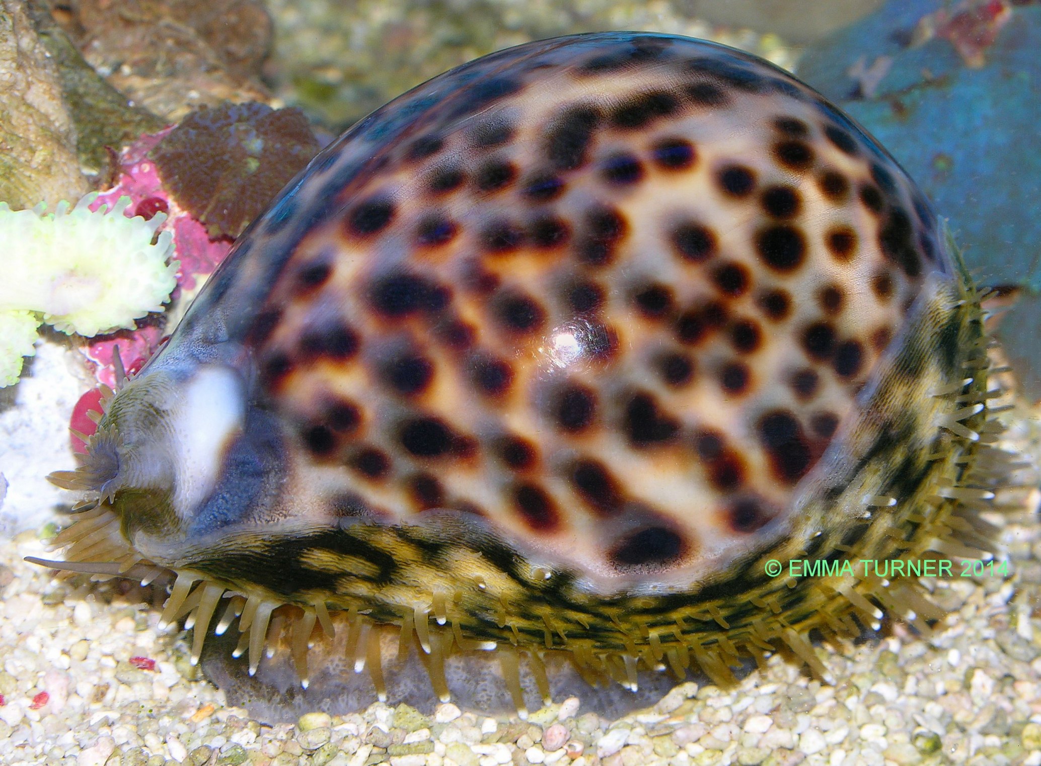 Tiger Cowrie-Cypraea tigris