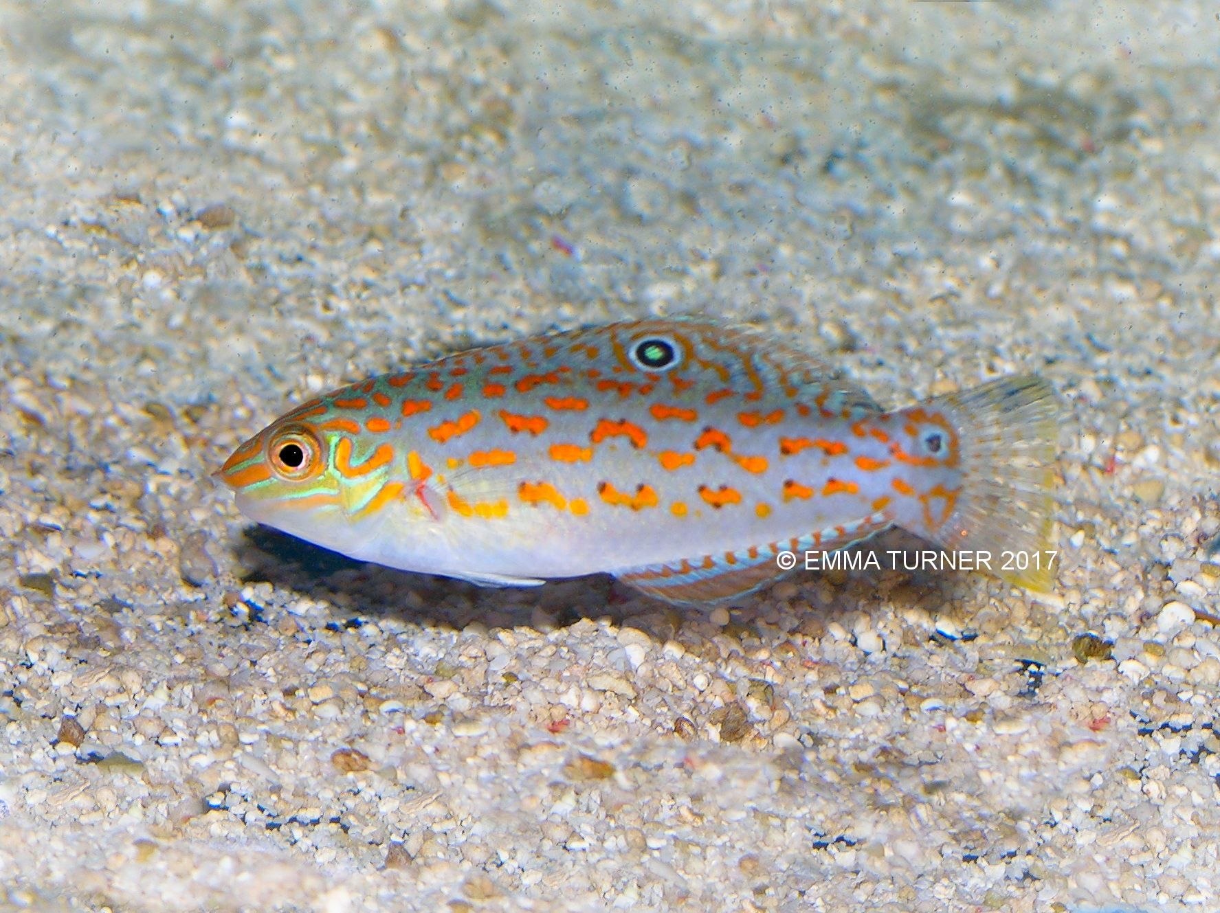 Timor Wrasse-Halichoeres timorensis