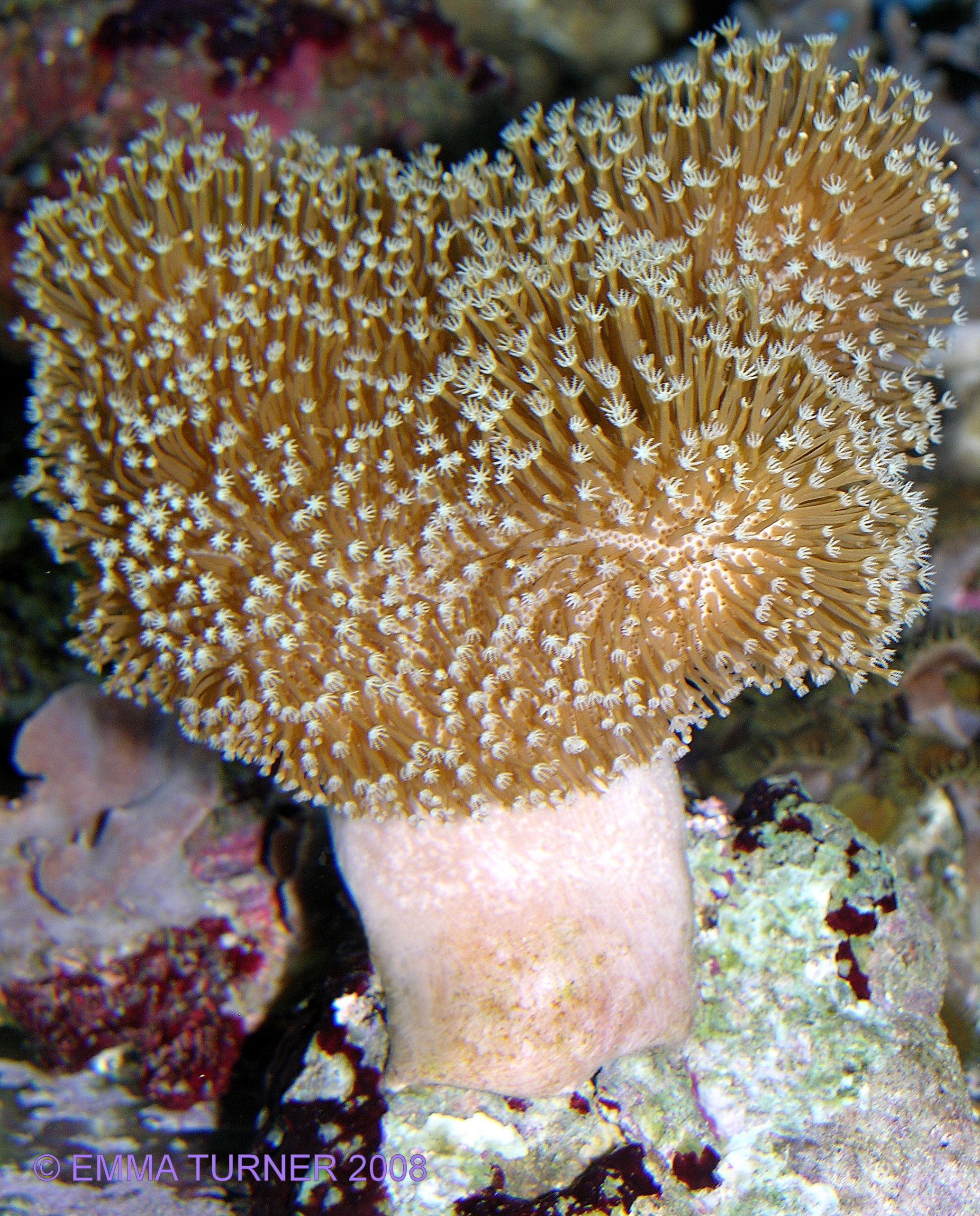 Toadstool Coral-Sarcophyton