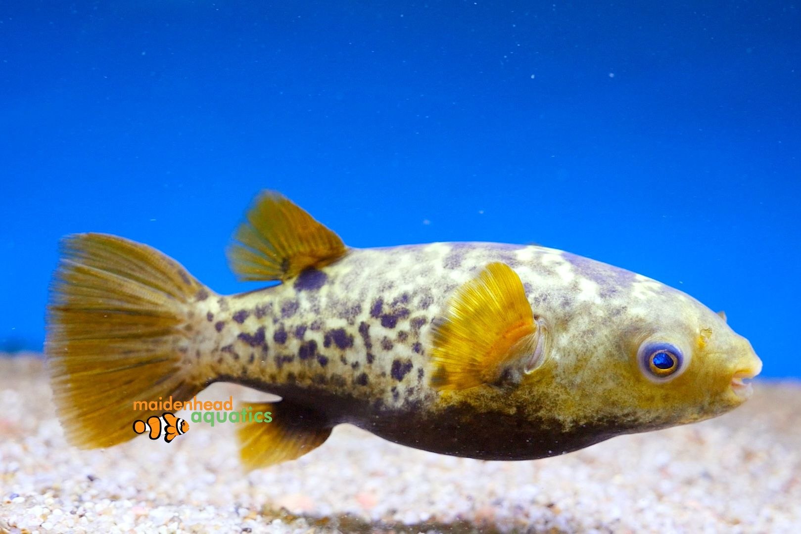 Topaz Puffer-Tetraodon fluviatilis