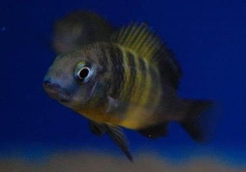 Yellowband Tropheus-Tropheus ikola