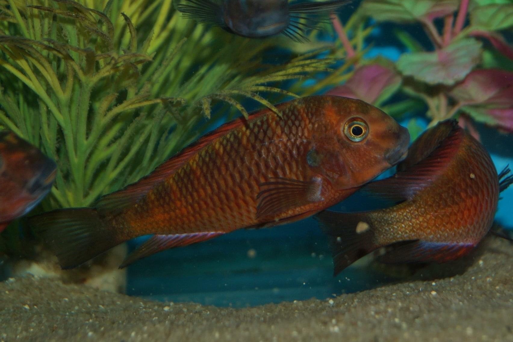 Firecracker Tropheus-Tropheus moliro