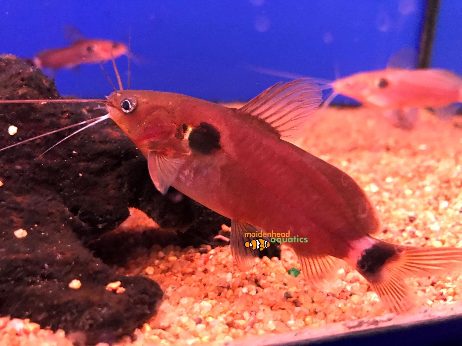 Two Spot Catfish-Mystus bimaculatus