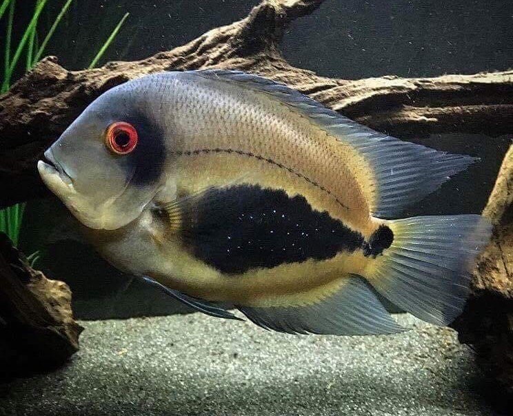 Uaru-Uaru amphiacanthoides