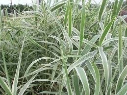 Variegated Giant Reed-Arundo donax variegata