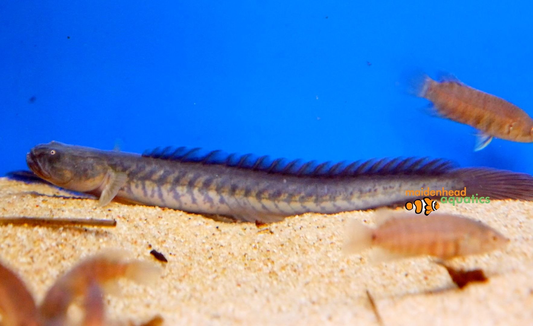 Violet Dragon Goby-Gobioides peruanus