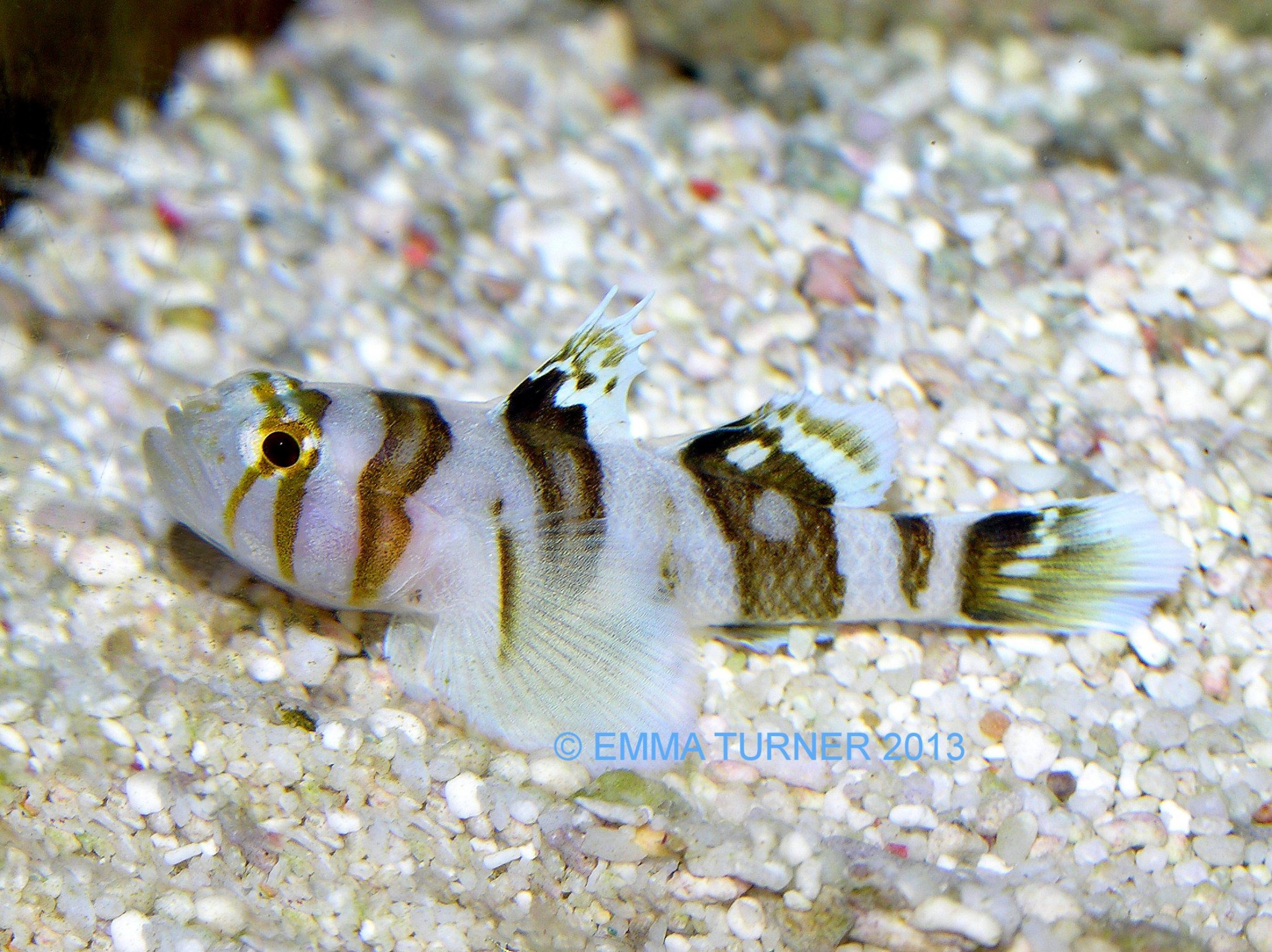 White Tiger Goby-Priolepis nocturna