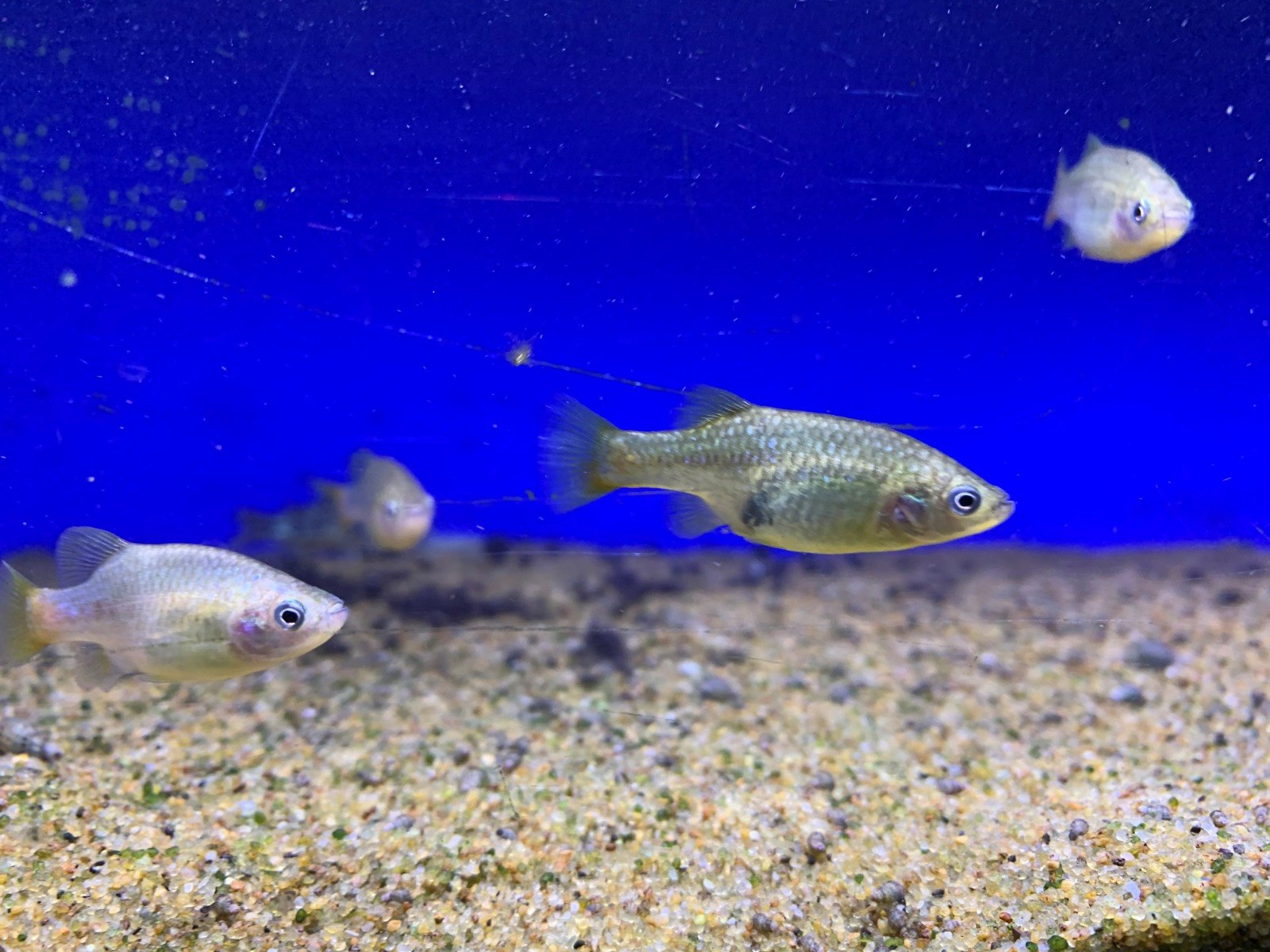 Red-tailed Goodeid-Xenotoca eiseni