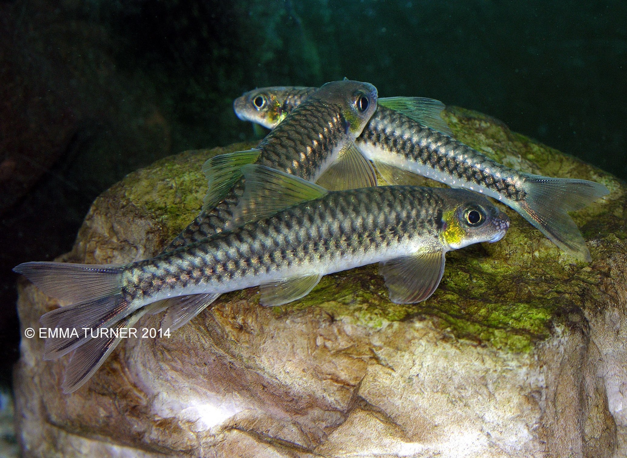 Yellow Flying Fox-Paracrossochilus vittatus