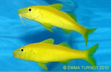 Yellow Goatfish-Parupeneus cyclostomus