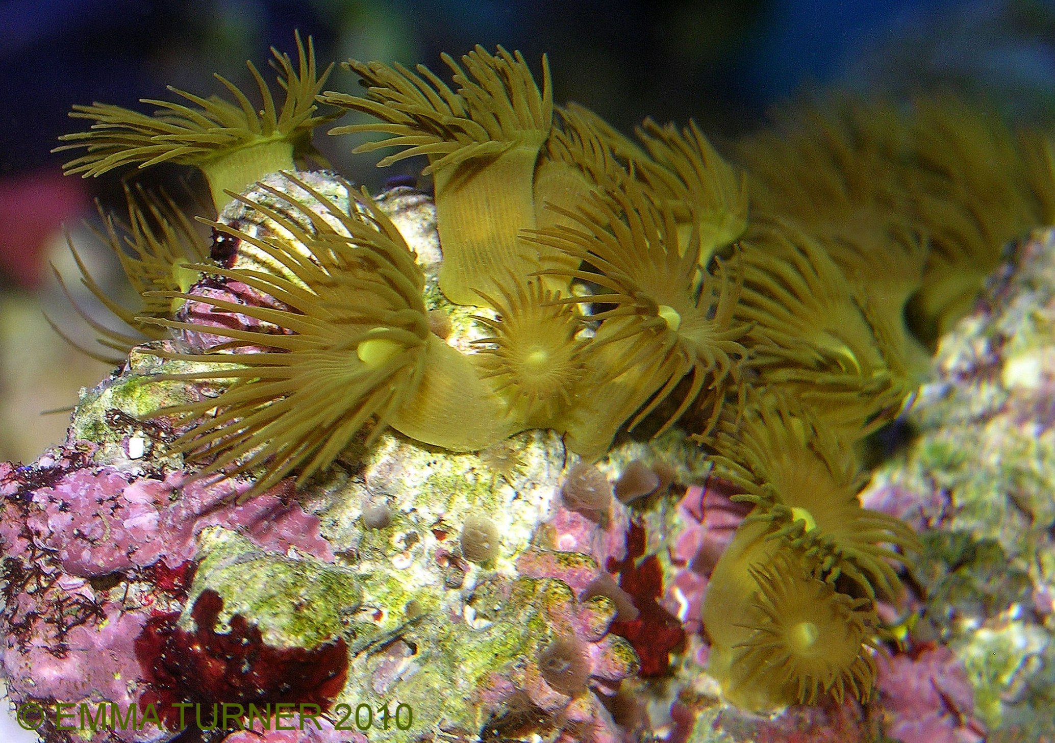 Yellow Polyps-Parazoanthus