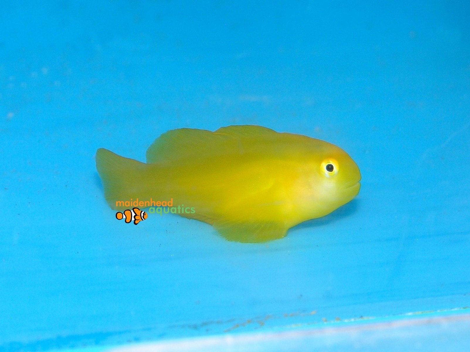 Yellow Coral Goby-Gobiodon okinawae
