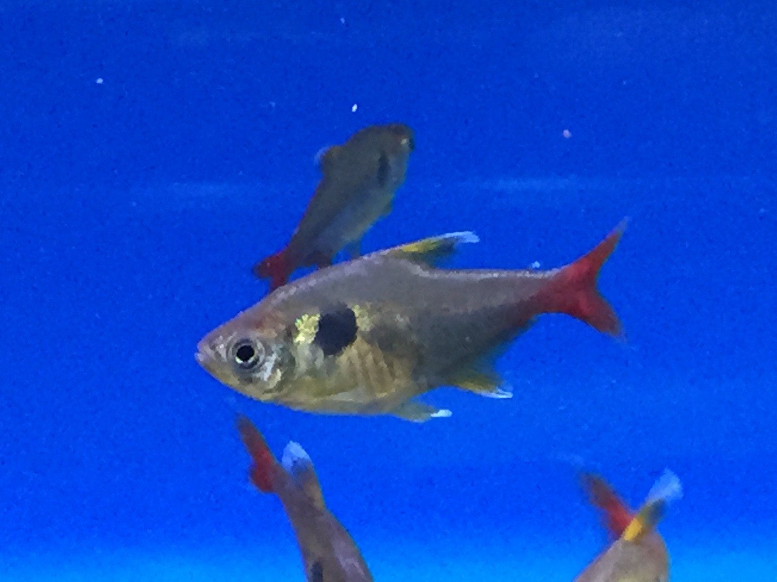 Yellow Phantom Tetra-Hyphessobrycon roseus