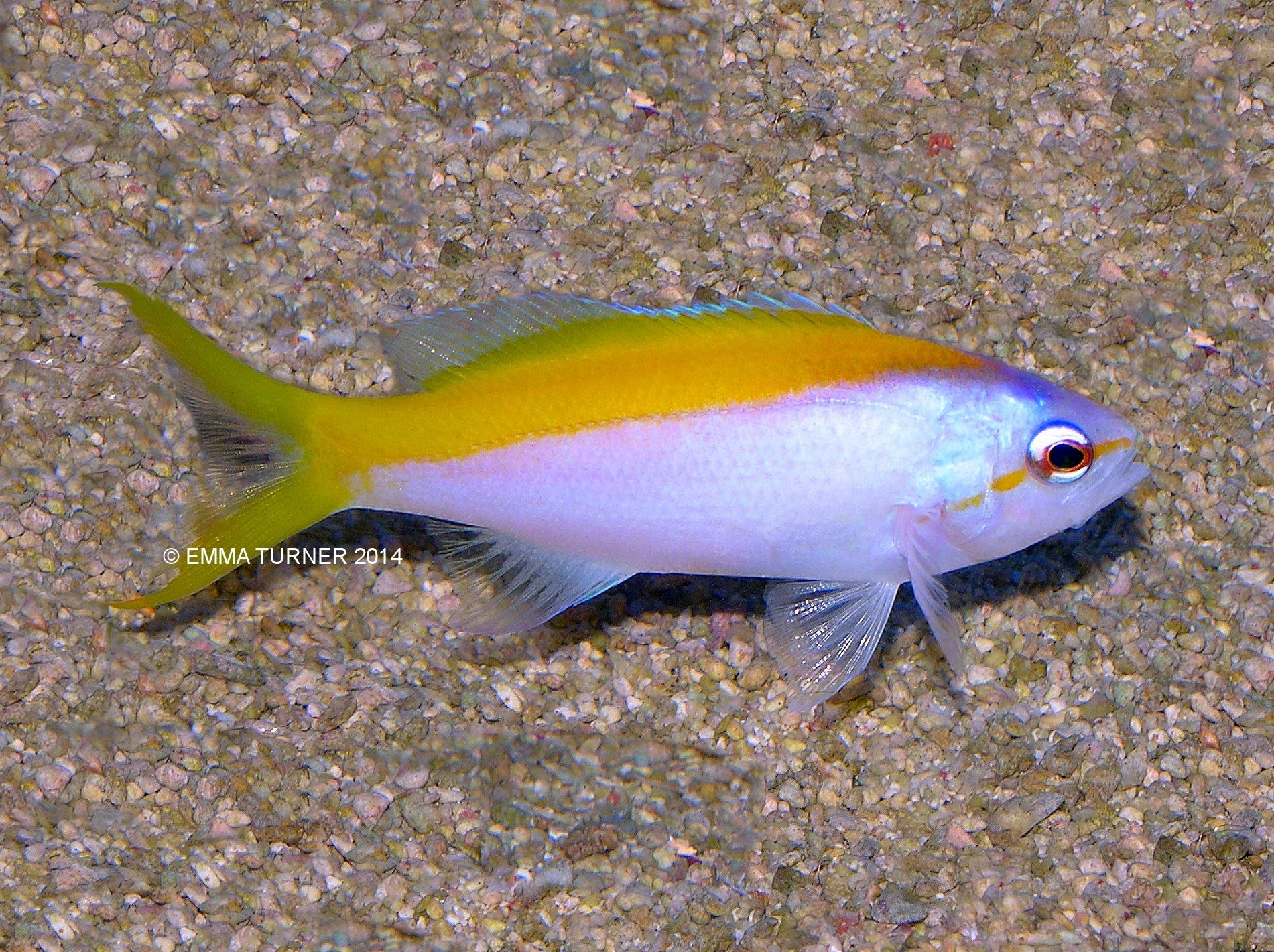 Yellowback Anthias-Pseudanthias evansi