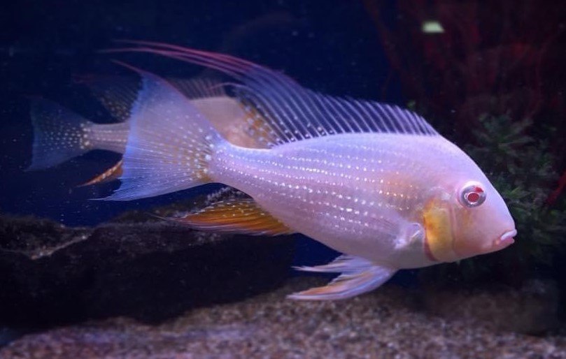 Threadfin Acara-Acarichthys heckelii