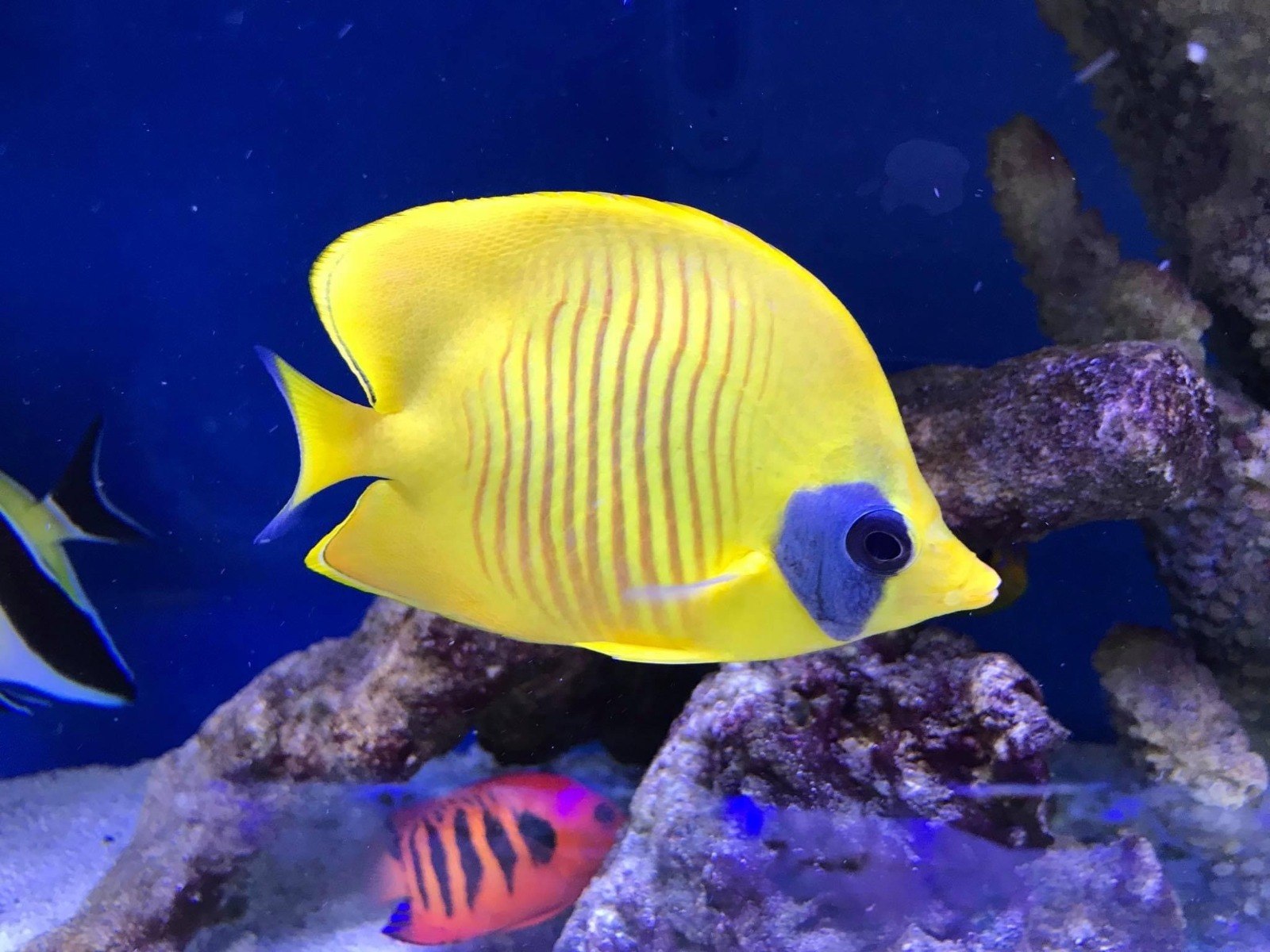Addis Butterflyfish-Chaetodon semilarvatus
