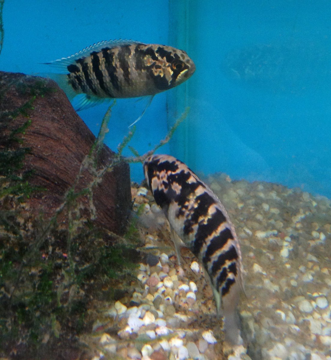 Zebra Acara - Ivanacara adoketa